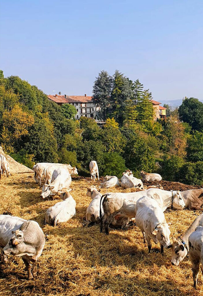 Allevamento Fassona Piemontese – La migliore carne di Torino